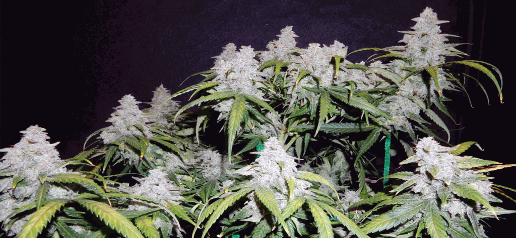 Green Crack Strain 💚🔥 - Review & Information - Cannabis-MD 2023