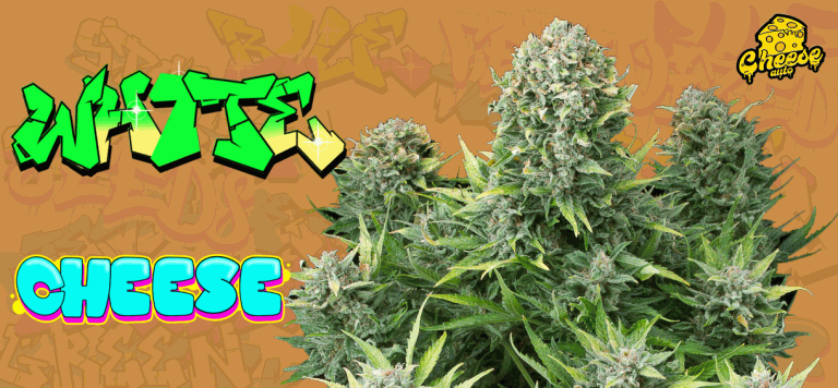 White Cheese Strain ⚪️🧀 - Review & Information - Cannabis-MD 2023