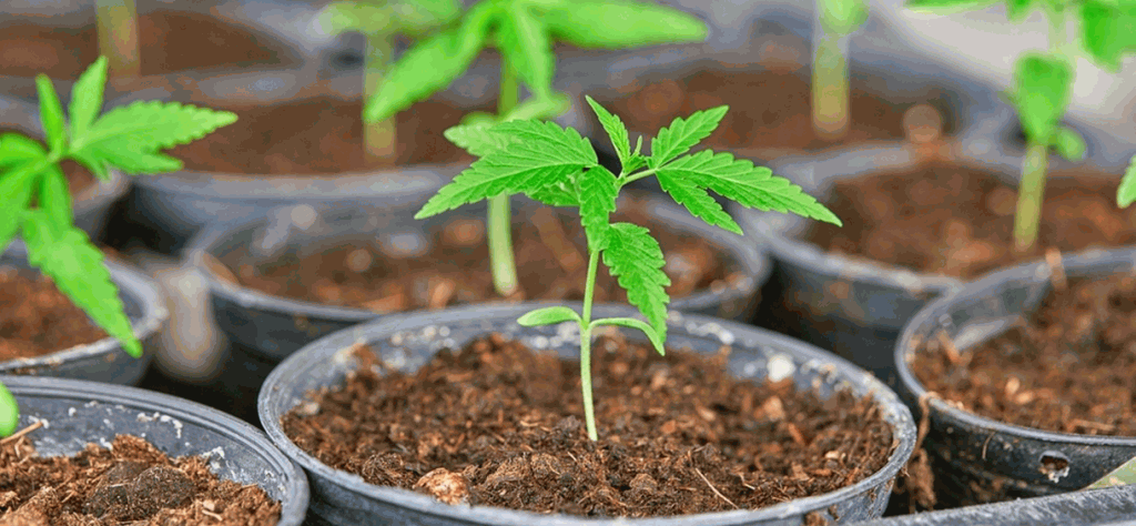 Californian Snow Strain 🌴 ️ - Review & Information - Cannabis-MD 2023