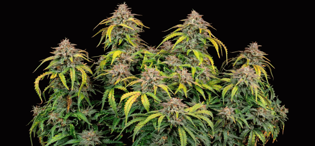 Amnesia Zkittlez Strain 🍭🌈 - Review & Information - Cannabis-MD 2023