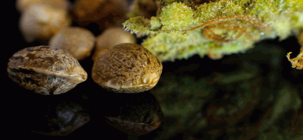 Best Feminized Cannabis Seeds ♀ in 2023 by Cannabis-md.com