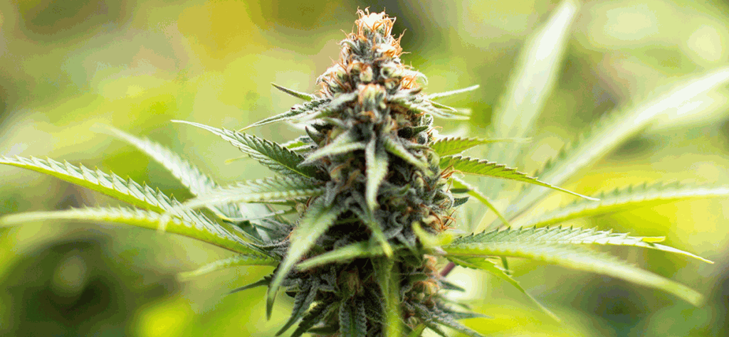 Cherry Pie Strain 🍒🥧 - Review & Information - Cannabis-MD 2023