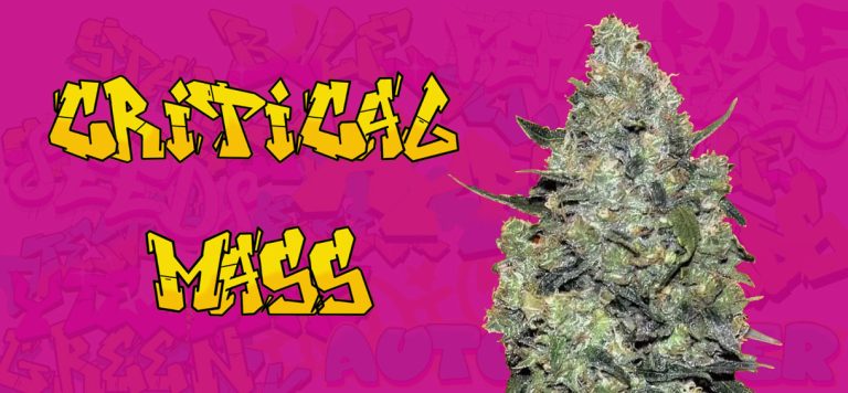 Critical Mass Strain 💥🌿 - Review & Information - Cannabis-MD 2023