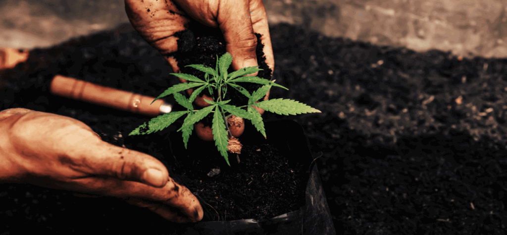 Critical Mass Strain 💥🌿 - Review & Information - Cannabis-MD 2023