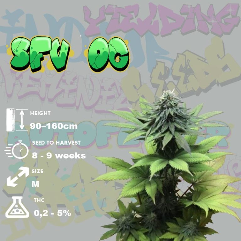 SFV OG Strain 🔫🌿 - Review & Information - Cannabis-MD 2023
