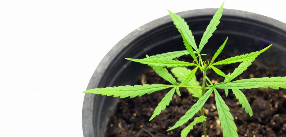 Lemon Haze Strain 🍋🌿 - Review & Information - Cannabis-MD 2023