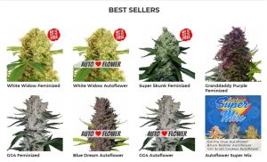 ILGM(I Love Growing Marijuana) - Review & Information - Cannabis-MD 2024