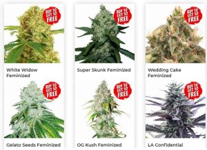 ILGM(I Love Growing Marijuana) - Review & Information - Cannabis-MD 2024