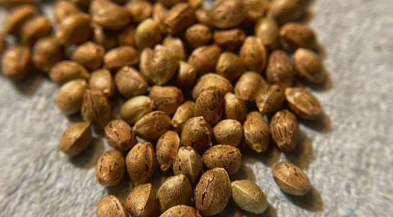 ILGM(I Love Growing Marijuana) - Review & Information - Cannabis-MD 2024