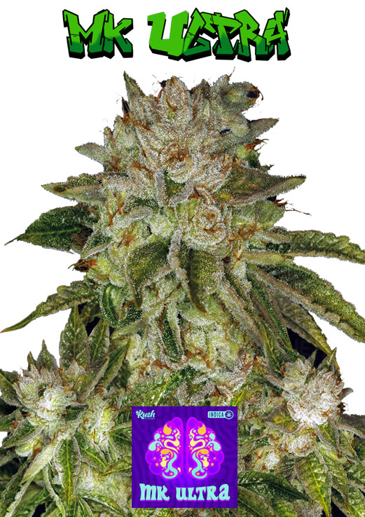 MK Ultra Strain 🧠💥 - Review & Information - Cannabis-MD 2024