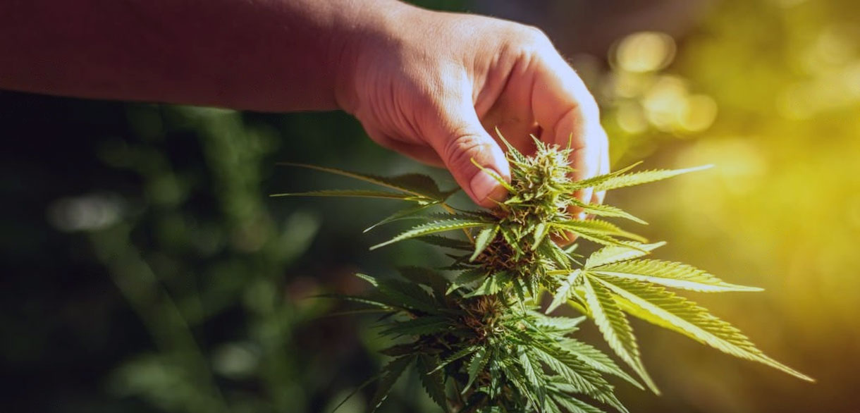 Fire OG Strain 🔥🌿 - Review & Information - Cannabis-MD 2023