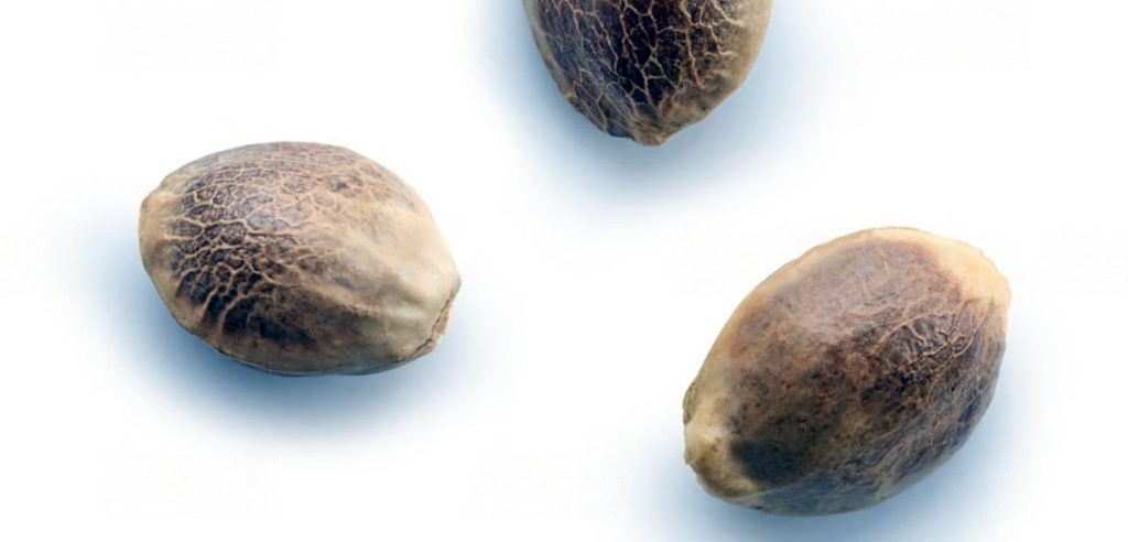 Grape Ape Strain 🍇🦍 - Review & Information - Cannabis-MD 2023
