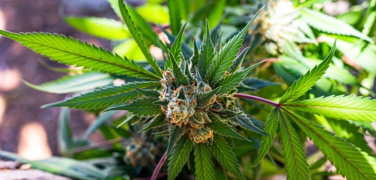 Headband Strain 👱‍♀️💗 - Review & Information - Cannabis-MD 2024