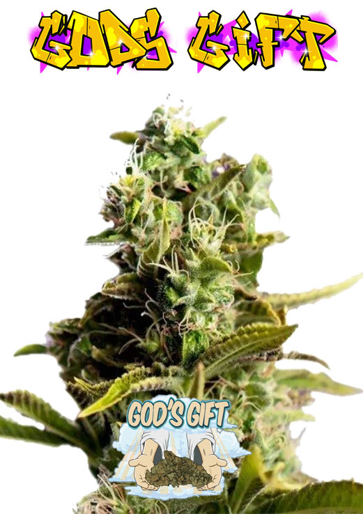 God's Gift Strain 🙏🎁 - Review & Information - Cannabis-MD 2025