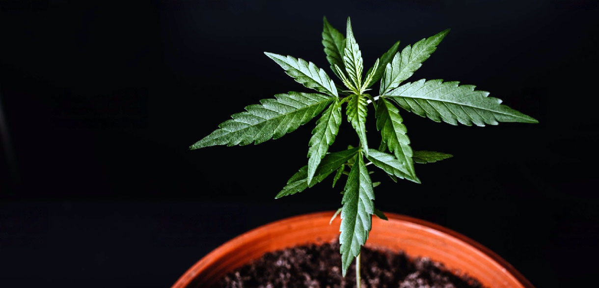 Berry White Strain 👨‍🎤🤍 - Review & Information - Cannabis-MD 2023